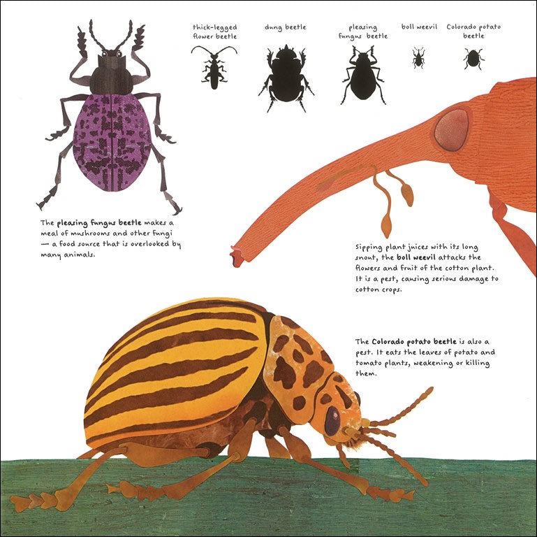 The Beetle Book – The Literacy Store